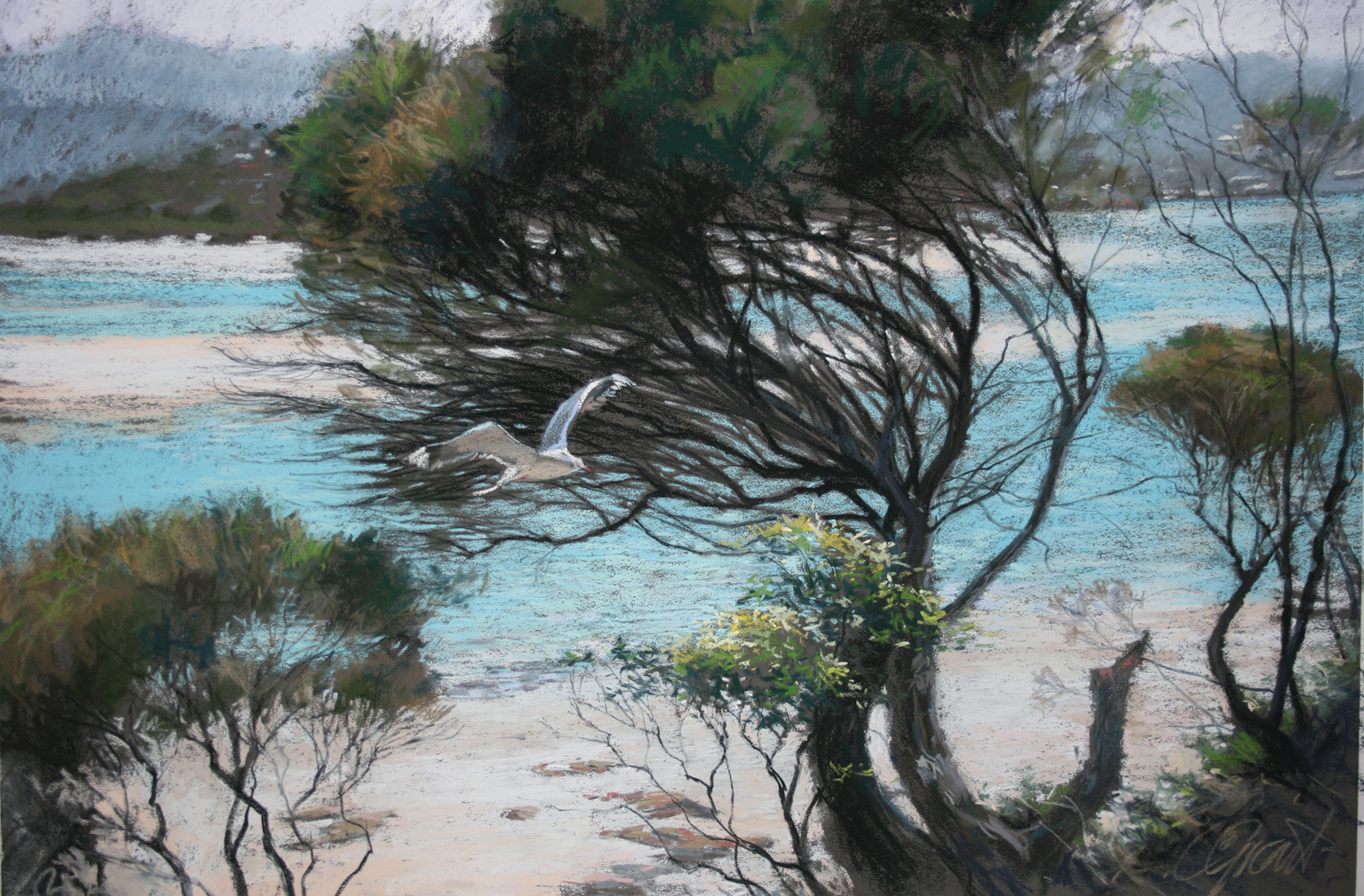 Merimbula Melaleucas | Colina Grant FRAS