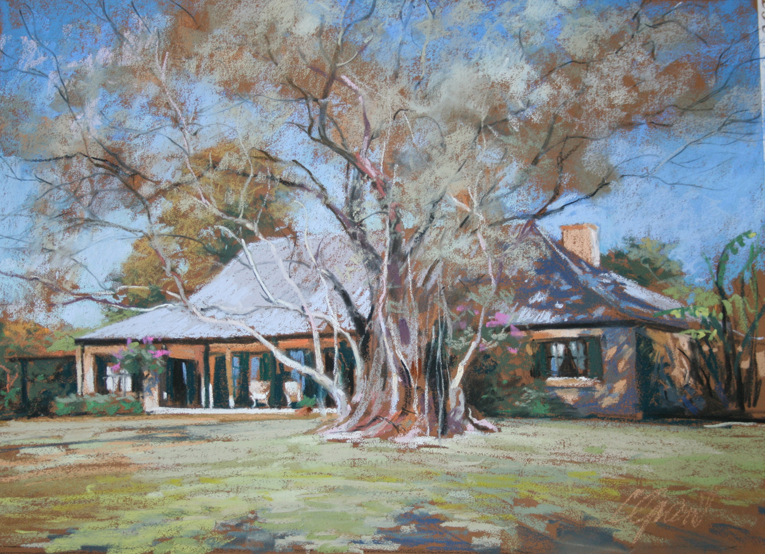 Olive Tree, Elizabeth Farm | Colina Grant FRAS